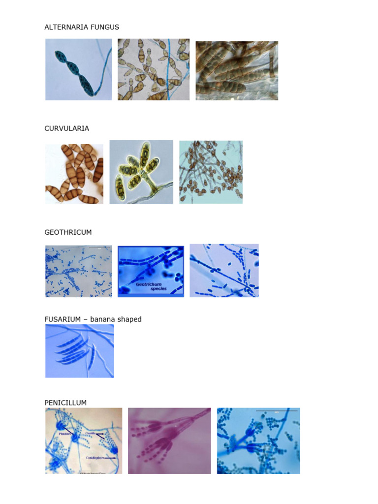 Review Picture - ASCP | PDF | Home & Garden