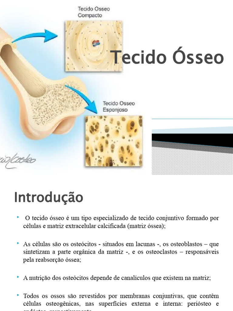 Tecido Osseo | PDF | Osso | Sistema Esquelético