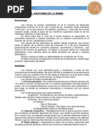 Anatomía de La Mama | PDF | Pecho | Anatomía humana