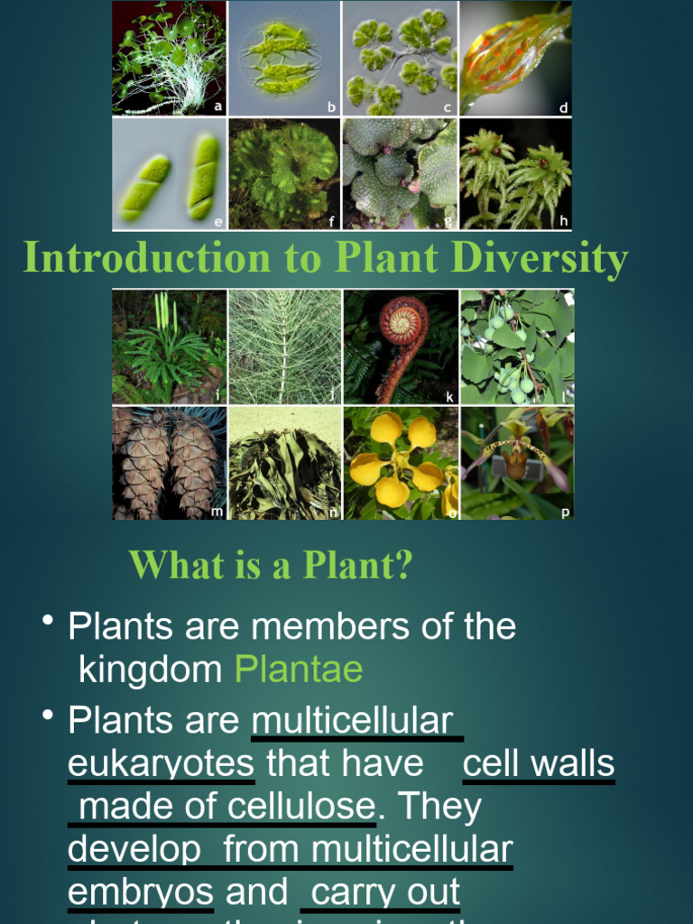 Introduction to Plant Diversity | PDF | Plants | Seed