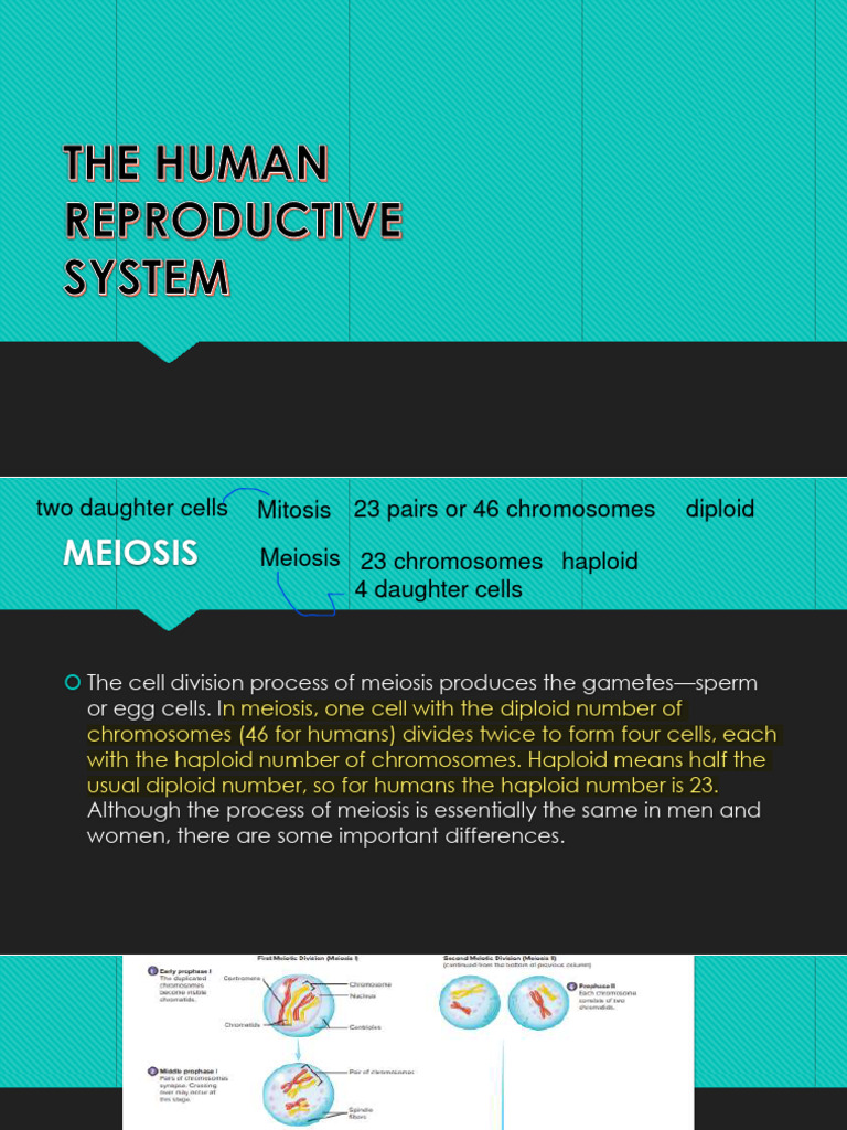 Reproductive System-Lab | PDF