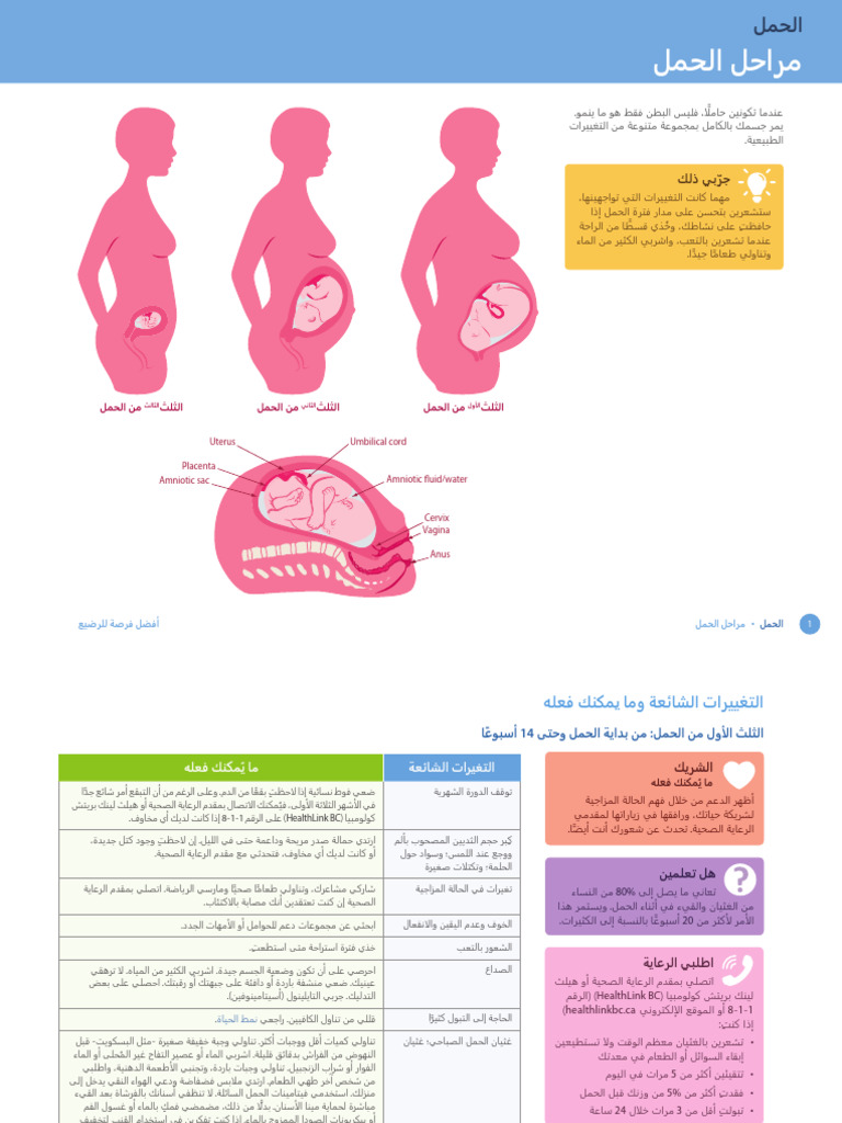 BBC - Pregnancy Stages Ar | PDF