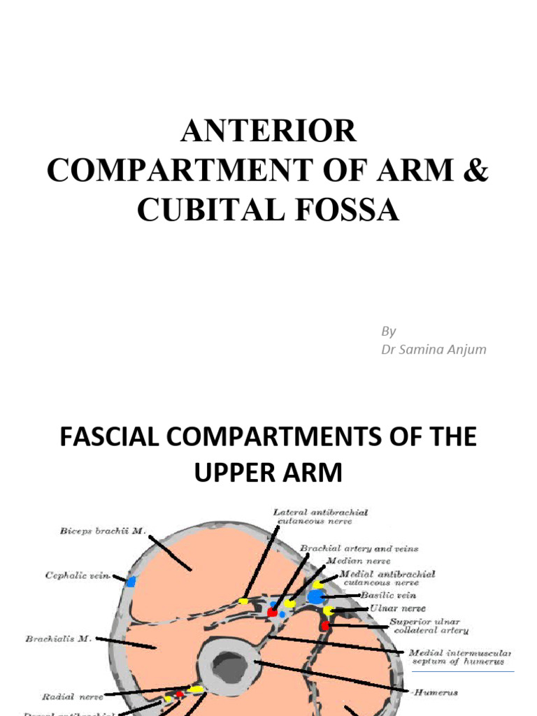 Anterior Compartment of Arm & Cubital Fossa | PDF | Arm | Elbow