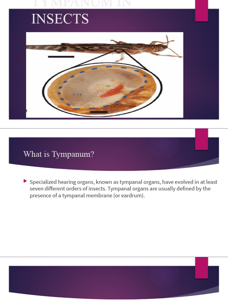 Insect Tympanum: Structure & Function | PDF | Hearing | Insects