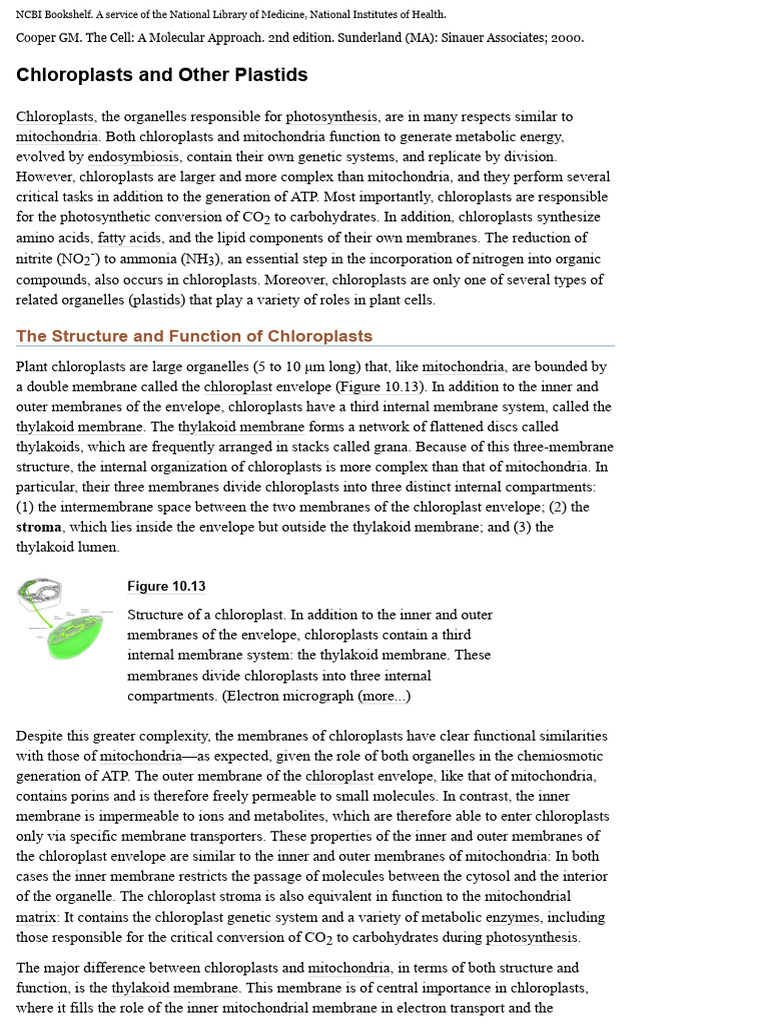 Structure and Function of Chloroplasts | PDF | Protein Targeting ...