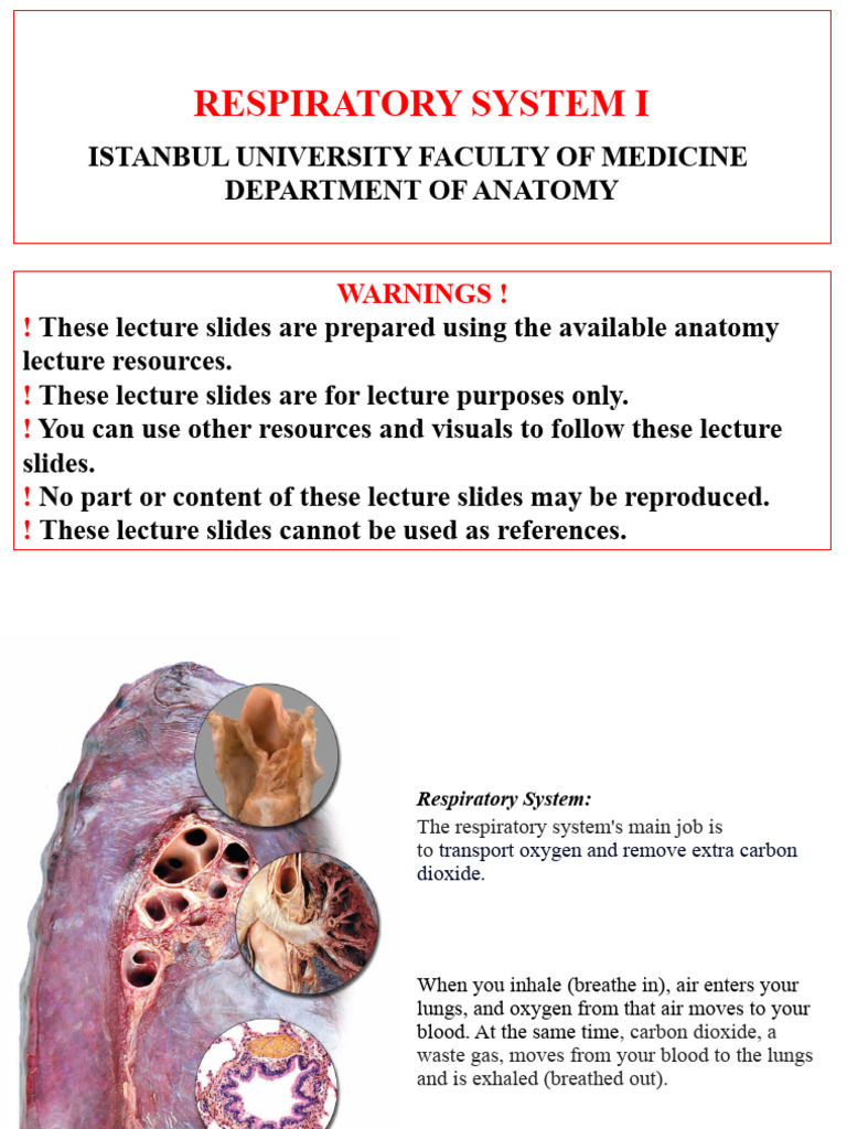 Respiratory System | PDF | Lung | Respiratory Tract