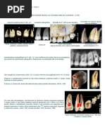 Anatomia Interna do Dente 46 | PDF | Dente humano | Áreas da odontologia