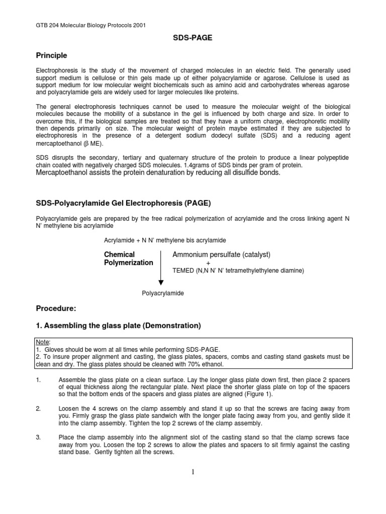 SDS-PAGE Protocol for Molecular Biology | PDF