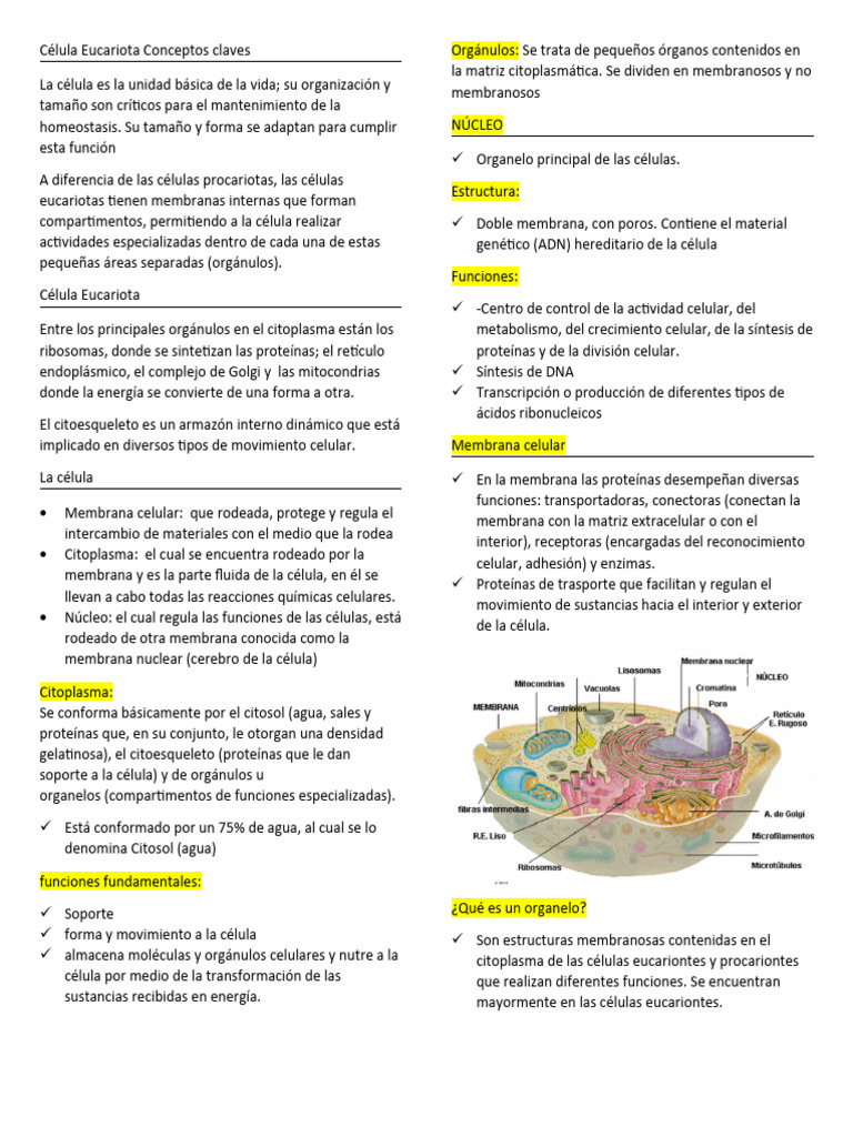 Célula Eucariota Conceptos Claves | PDF | Biología Celular) | Citoplasma