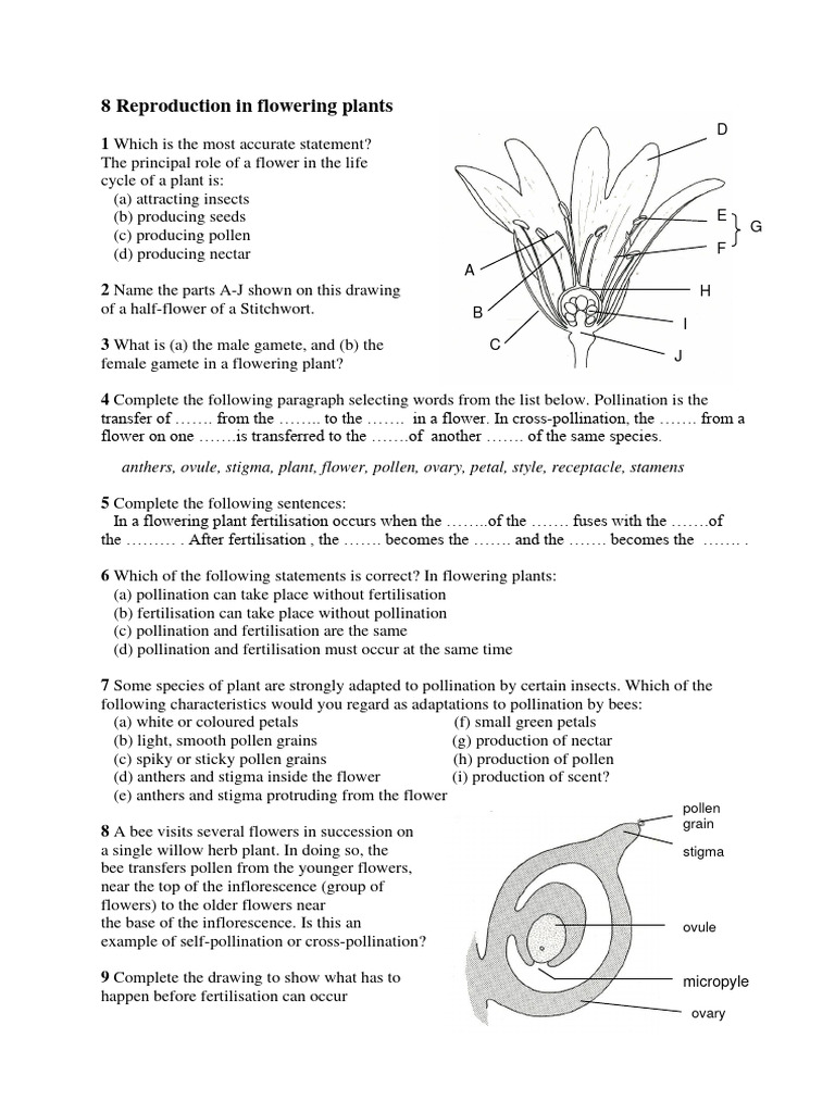 Plant Reproduction Questions | PDF | Flowers | Pollination