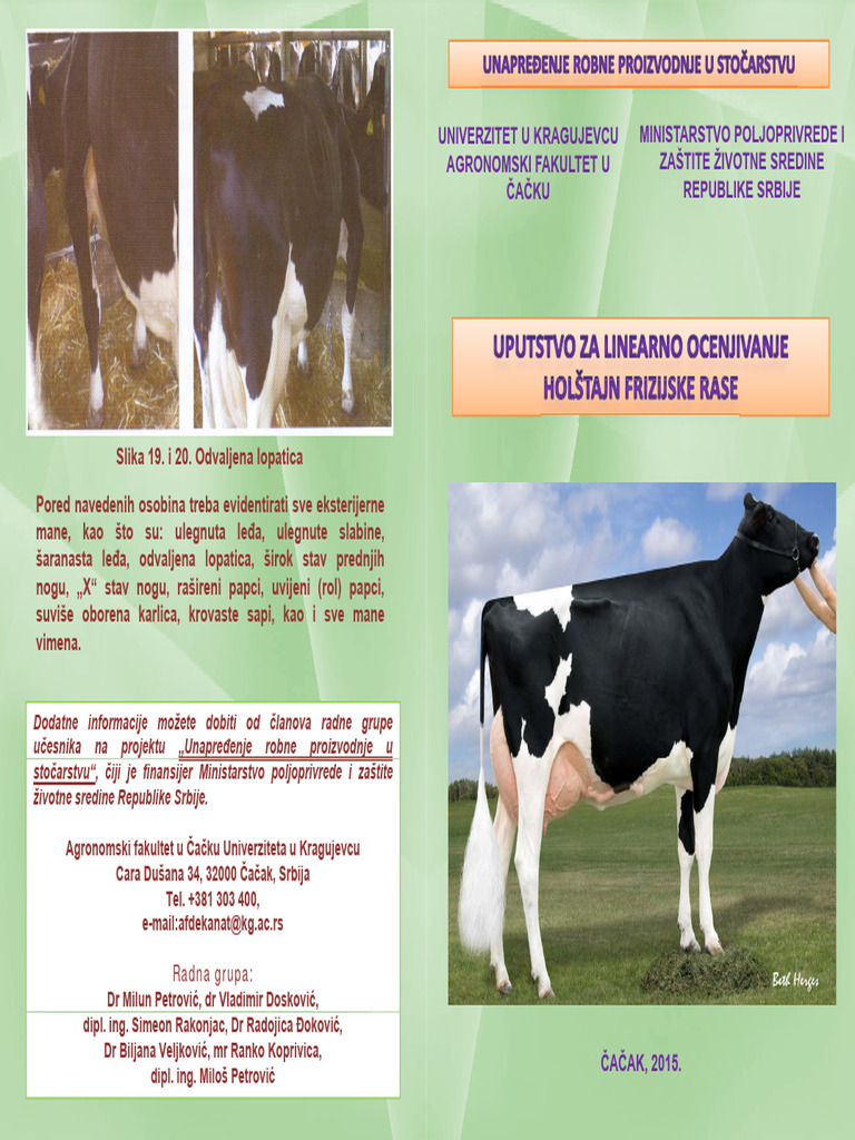 Govedarstvo Holstajn Rasa | PDF