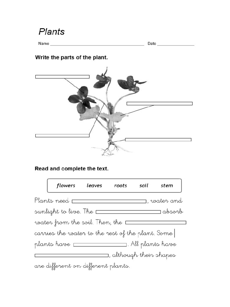 Exam Plants | PDF