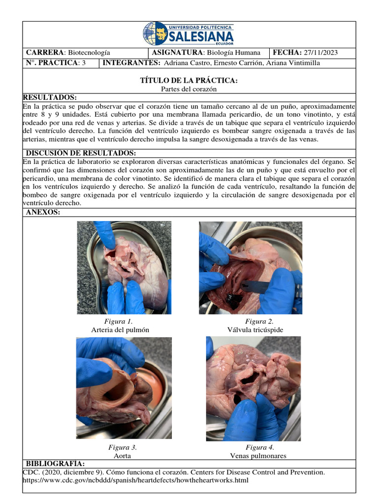 Informe Prac Corazon | PDF | Ciencia y matemáticas