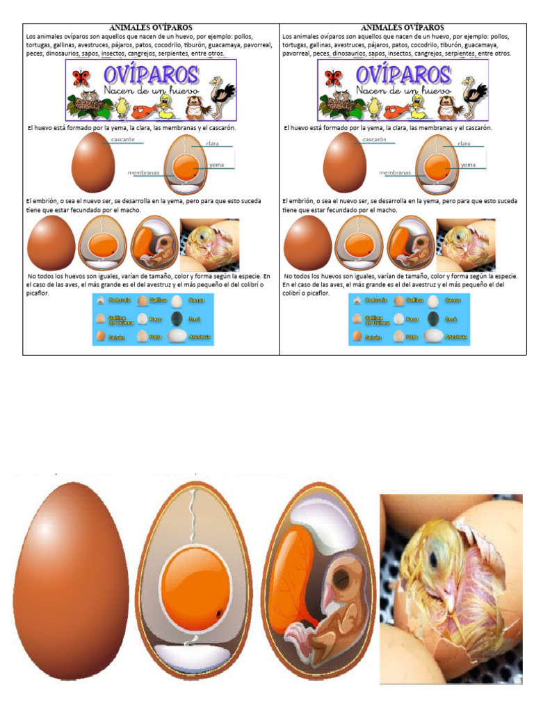 Animales Ovíparos | PDF