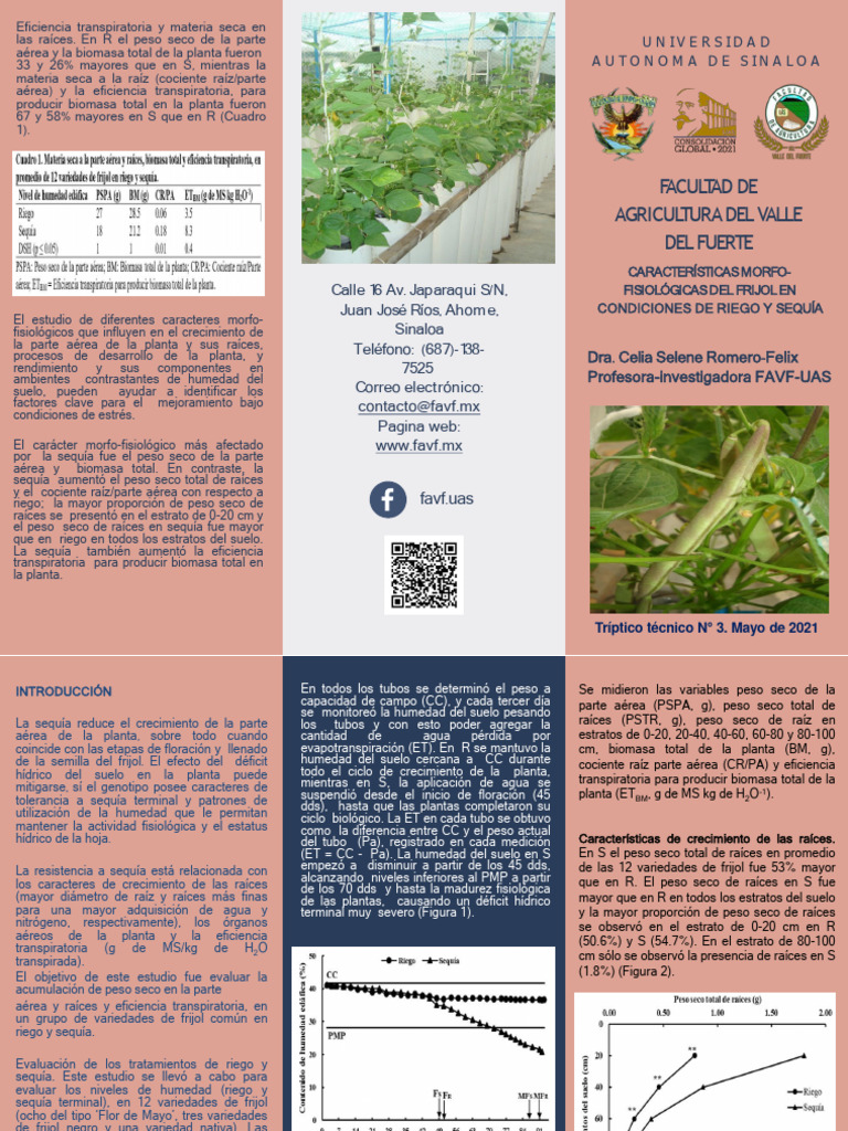 Triptico 2 | PDF | Suelo | Raíz