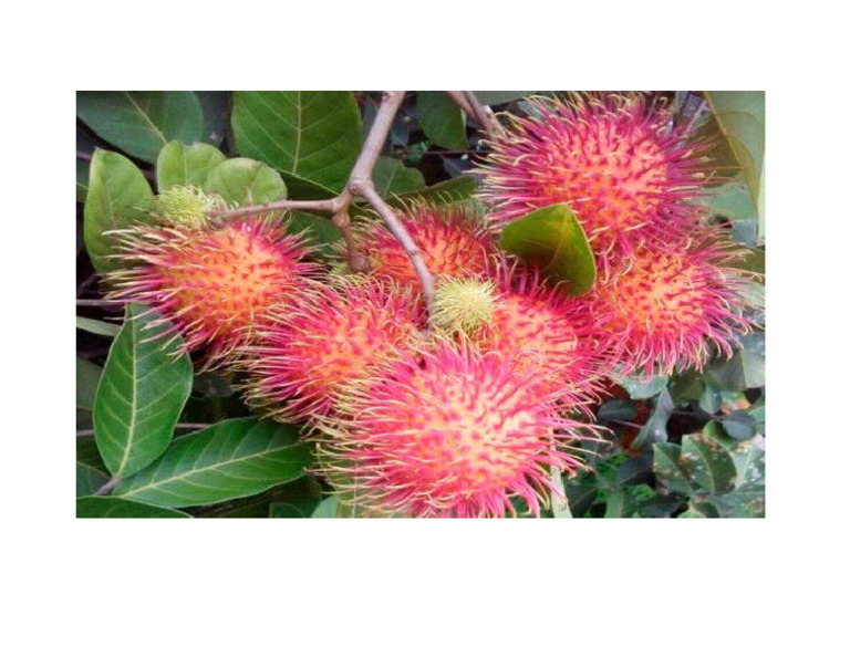 Rambutan | PDF