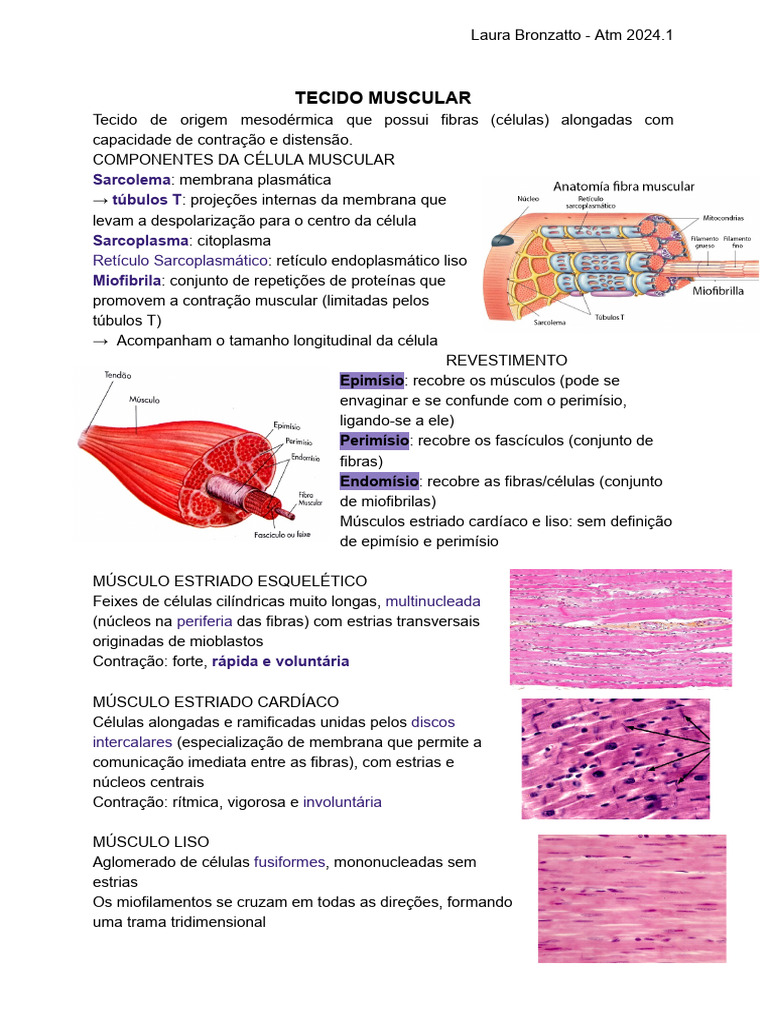 Tecido Muscular | PDF | Músculo esquelético | Biologia Celular