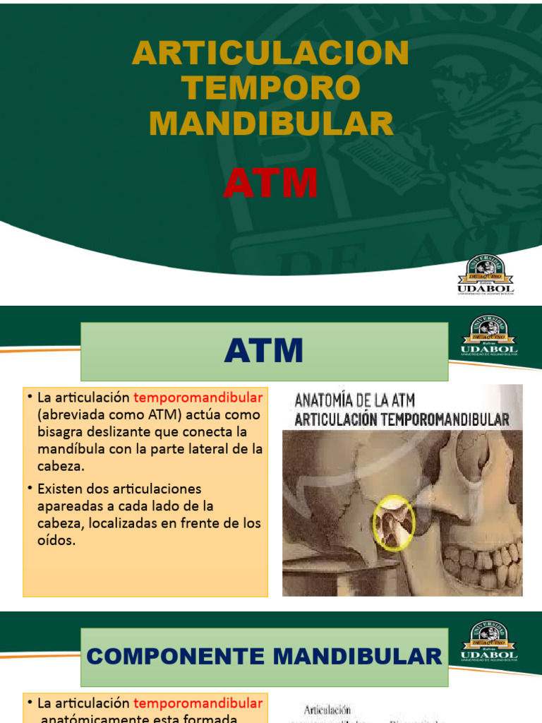 Articulacion Temporo Mandibular | PDF | Articulación | Morfología ...