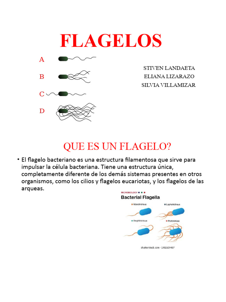 FLAGELOS | PDF