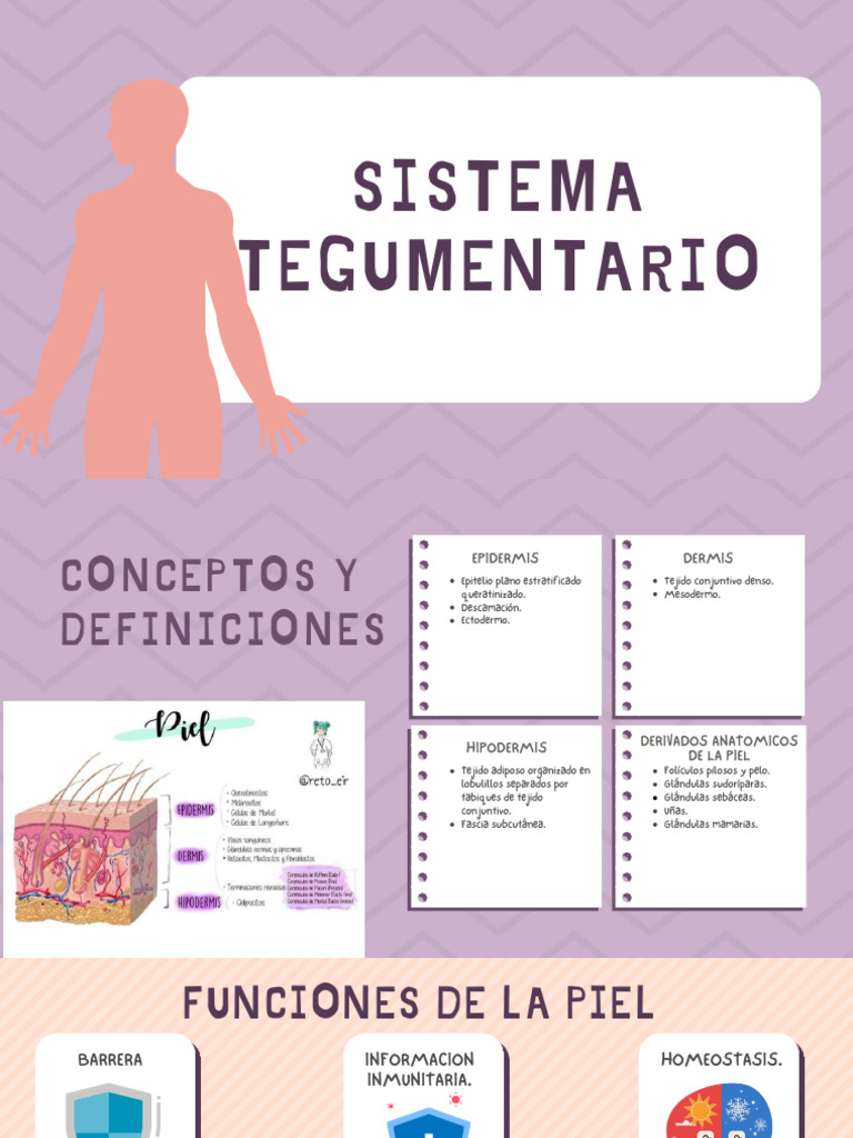 Sistema Tegumentario | PDF | Piel | Epidermis