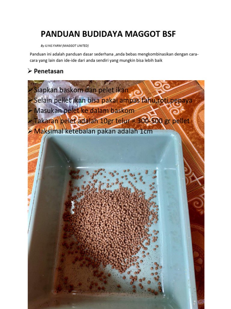 Panduan Budidaya Maggot BSF (Maggot United) | PDF | Kesehatan Holistik
