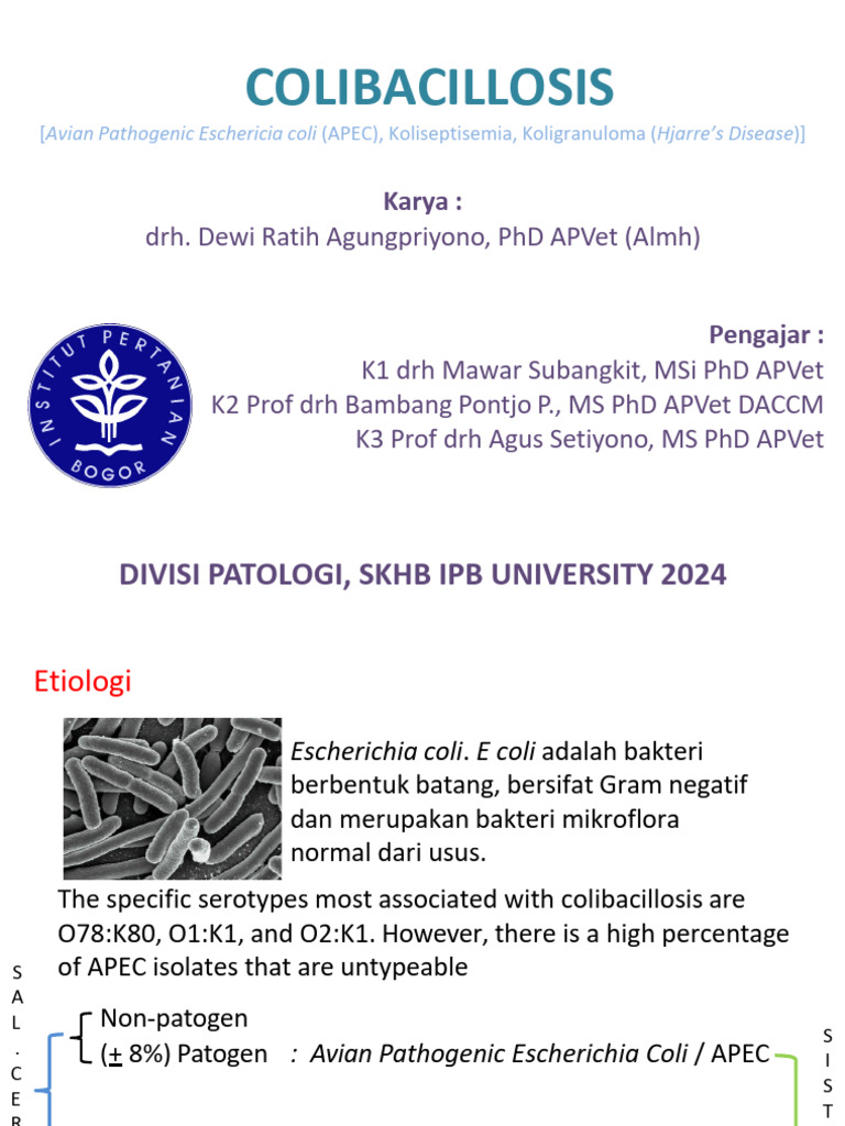 Colibacillosis + CRD 2024 | PDF