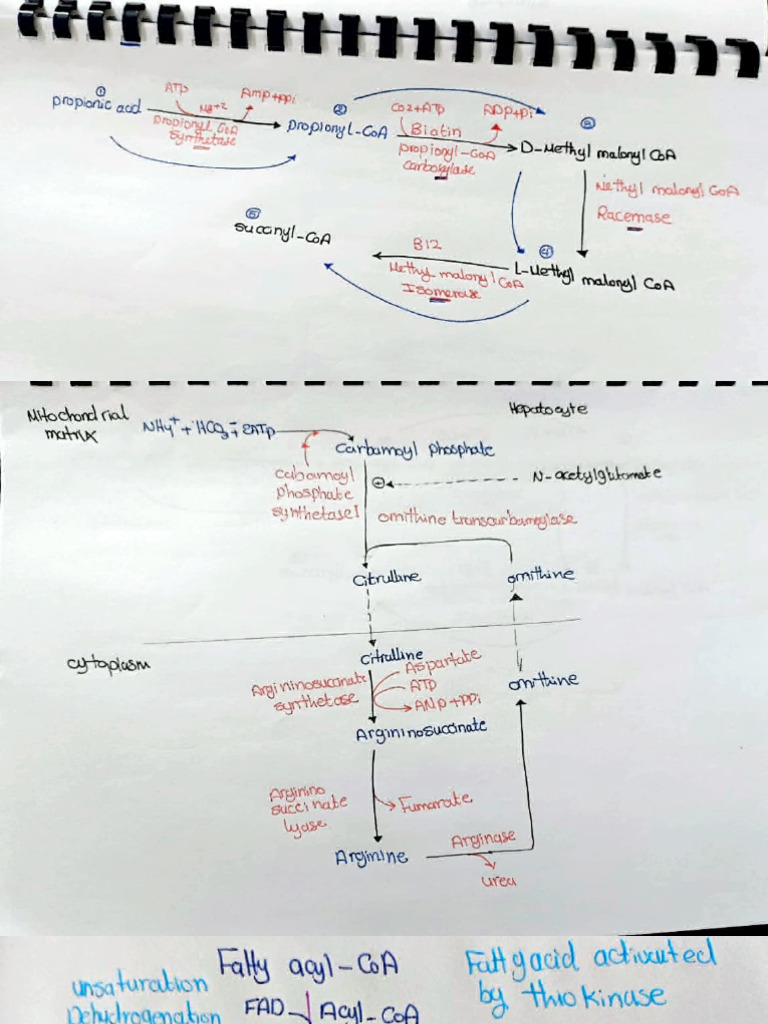 Bio, Cycles | PDF | Adenosine Diphosphate | Adenosine Triphosphate