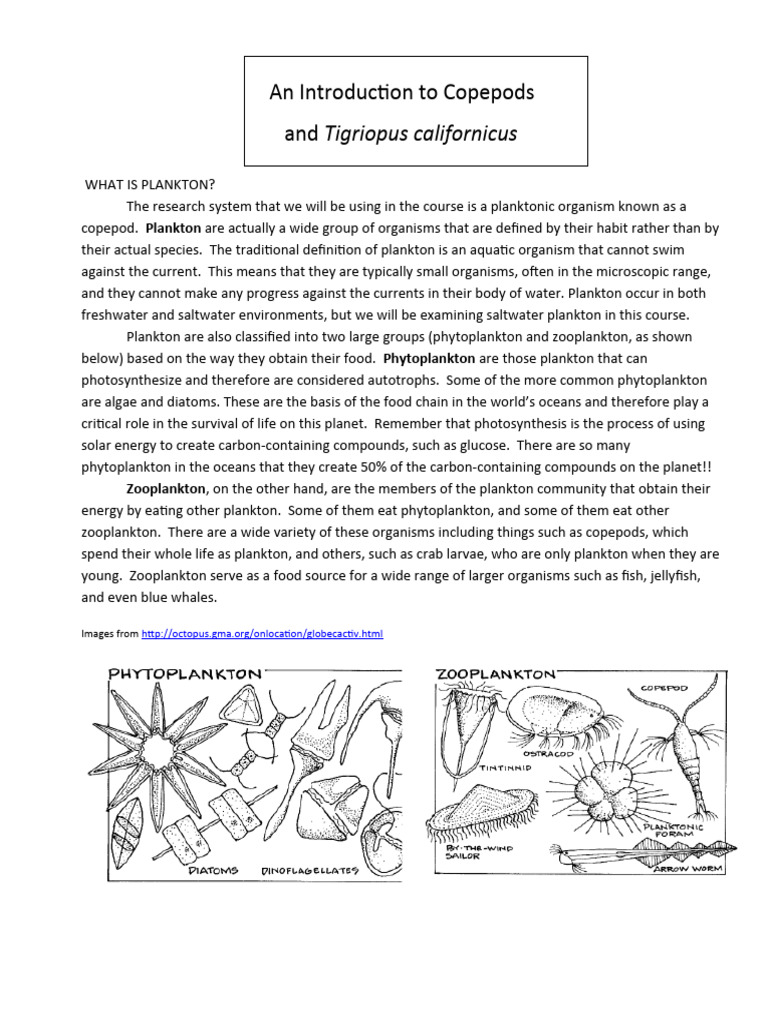 Copepods: An Overview of Tigriopus californicus | PDF | Plankton ...