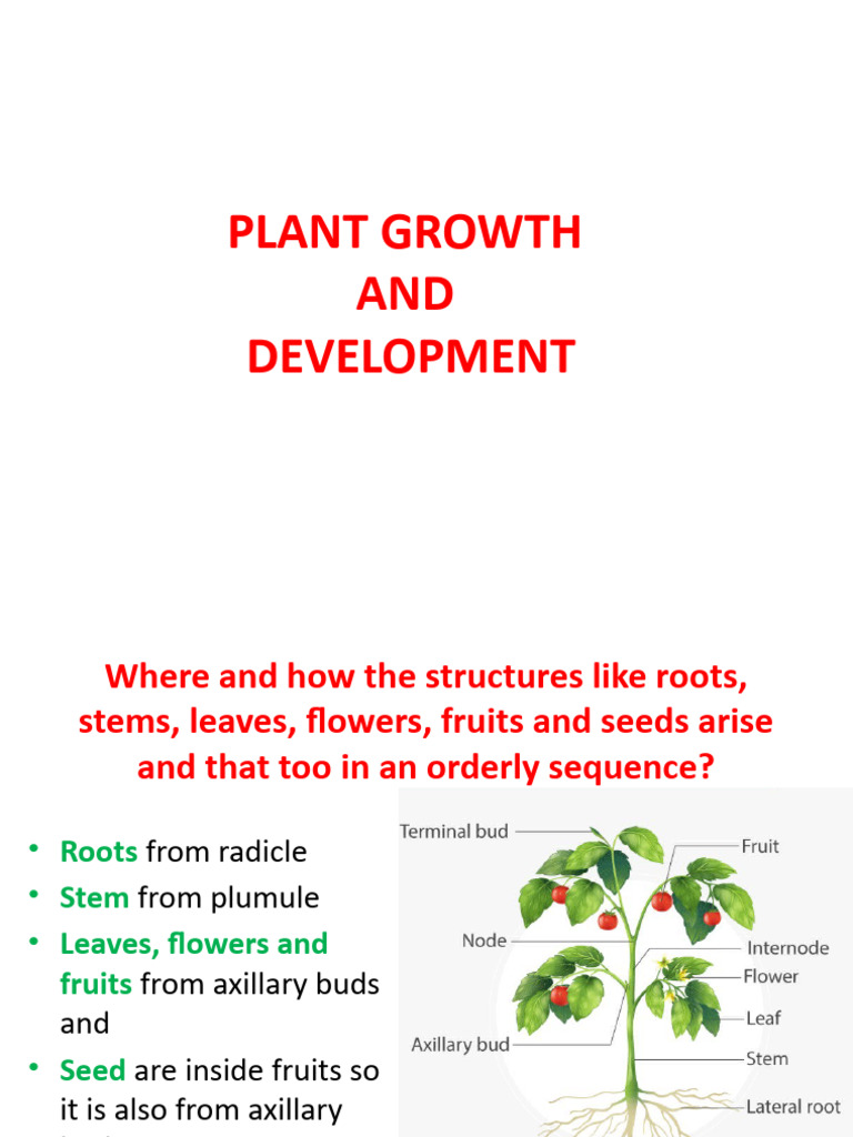 Plant Growth and Development Overview | PDF | Plant Hormone | Seed
