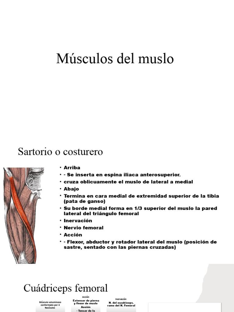 Músculos Del Muslo | PDF | Anatomía del miembro inferior | Extremidades ...