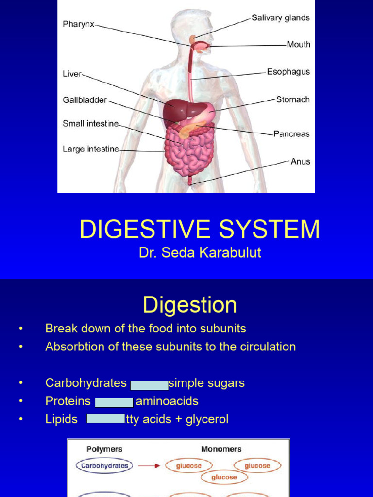 Lesson 1 - Digestive System 1 | Download Free PDF | Human Tooth ...