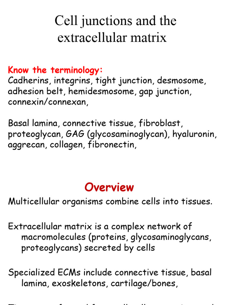 Junctions | PDF | Cell Adhesion | Extracellular Matrix