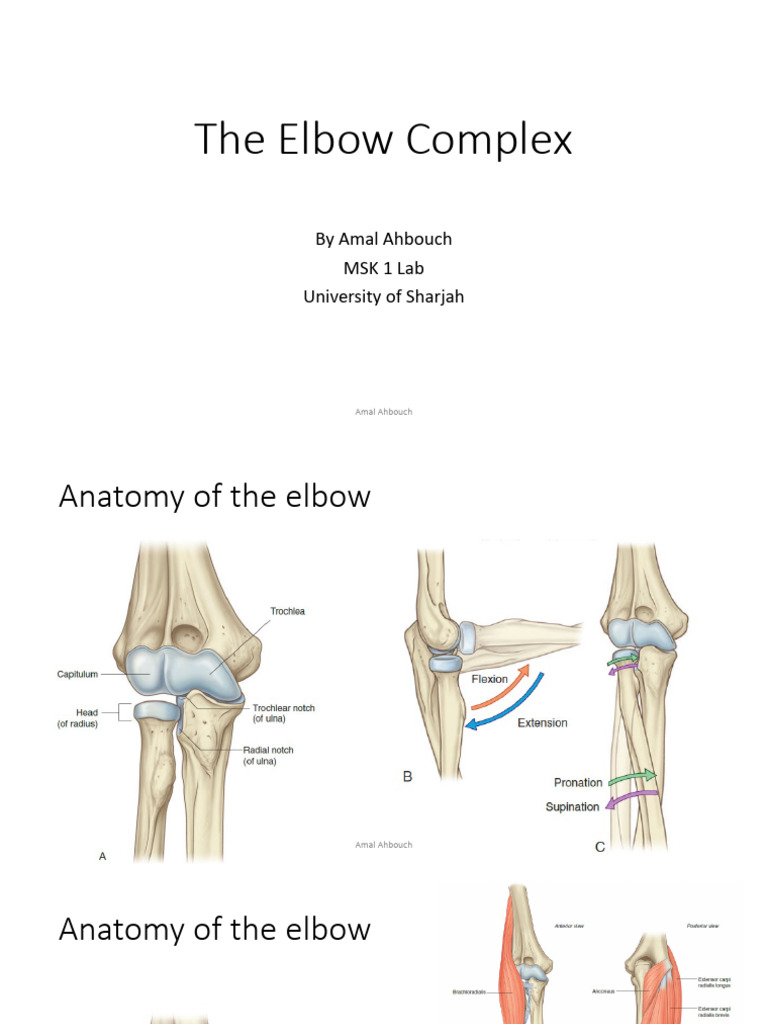 The Elbow Complex | PDF | Elbow | Anatomical Terms Of Motion