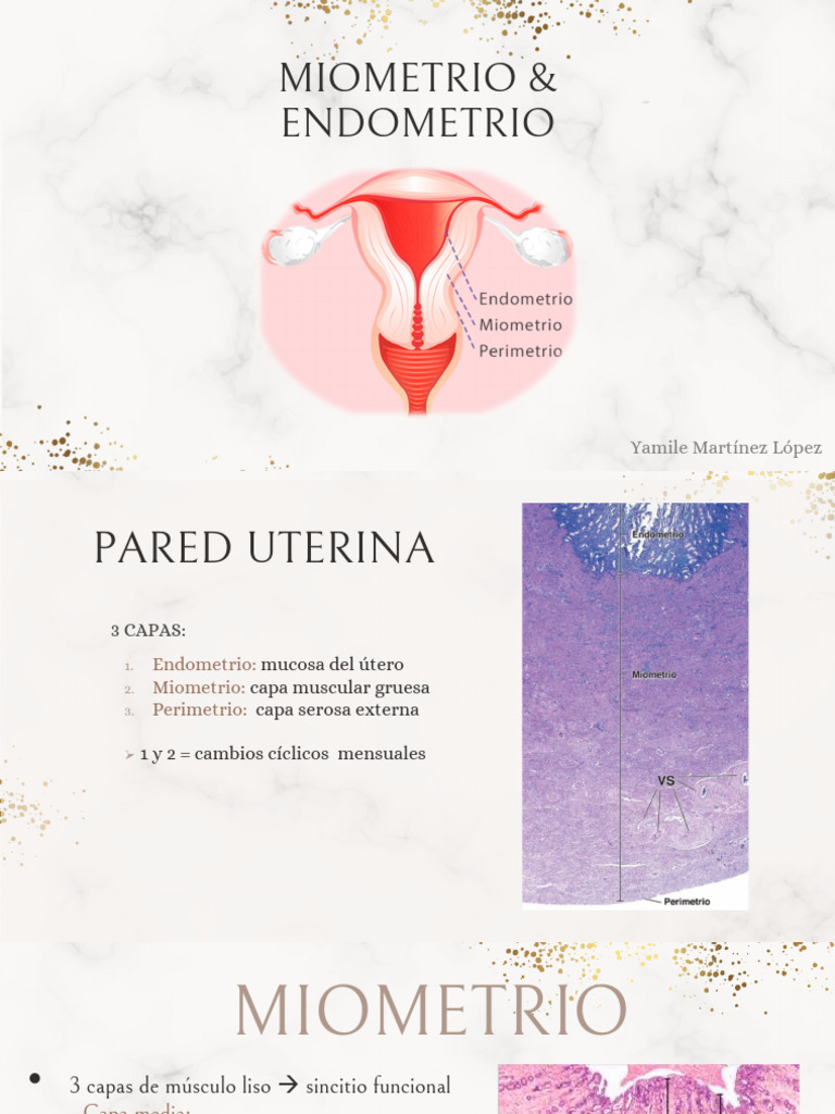 Miometrio y Endometrio | Descargar gratis PDF | Ciclo menstrual ...