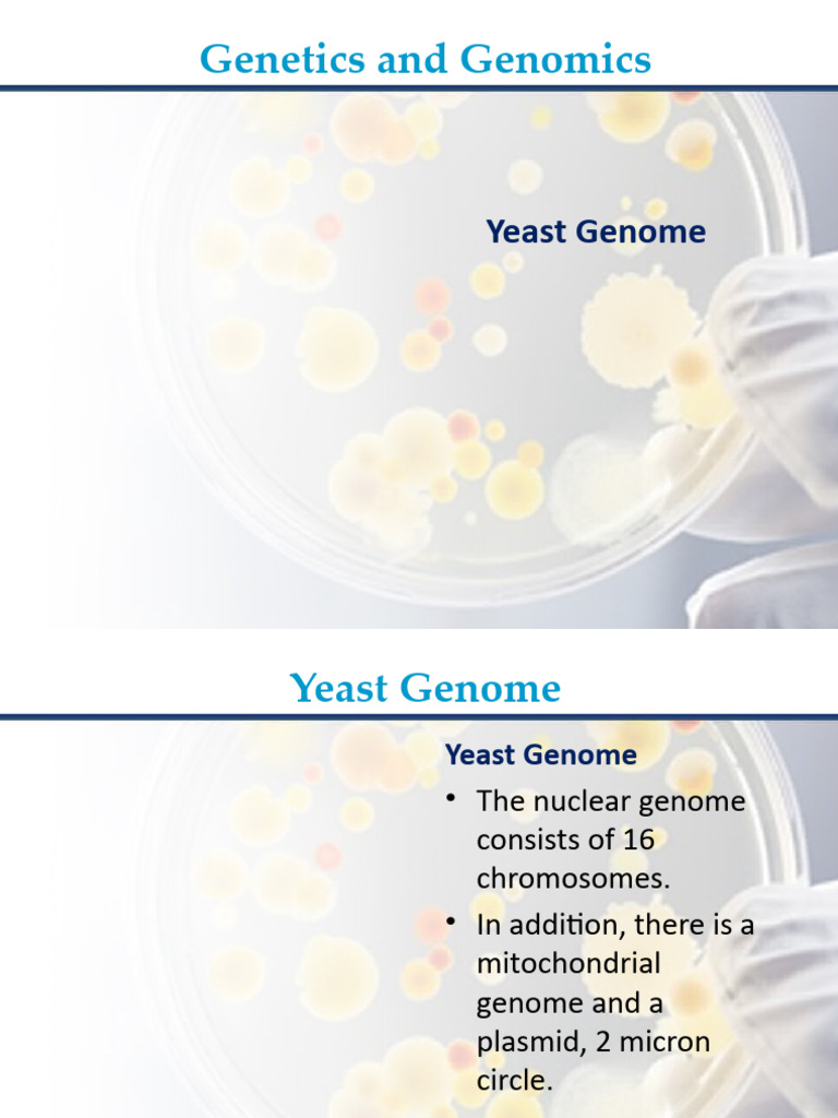 Lesson - 24 - Yeast Genome | PDF | Genome | Gene