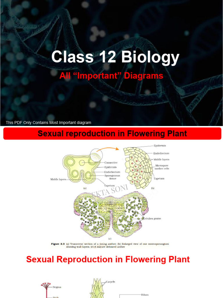 Class 12 Biology ALL Important Diagrams at One Place EKta Soni 1 | PDF ...