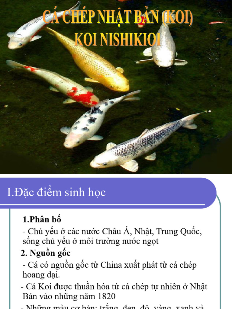 Cá Koi | PDF