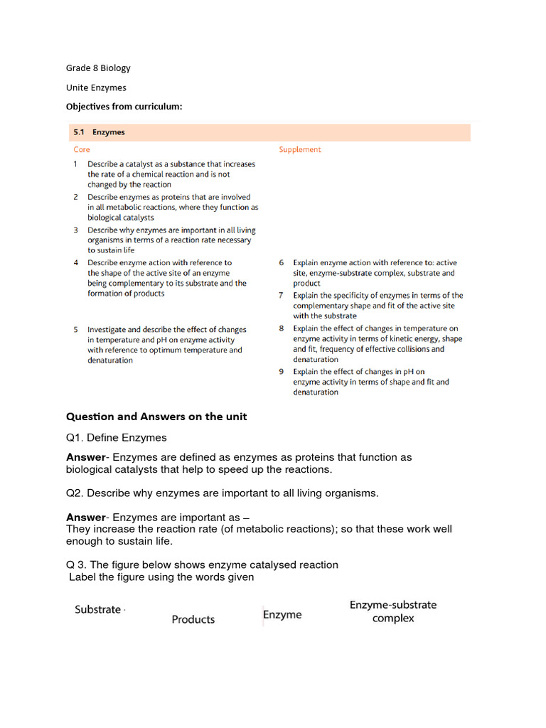 Grade 8 Biology FA 4 Question and Answer - Enzymes | PDF | Enzyme ...