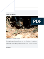 Ursidae | PDF | Osos | Depredadores