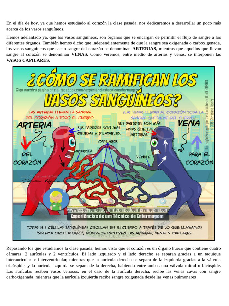 Anatomia Corazon 2 | Descargar gratis PDF | Corazón | Ventrículo (corazón)