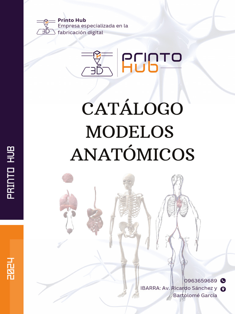 Catálogo de Modelos Anatómicos 2024 | PDF | Anatomía | Morfología ...