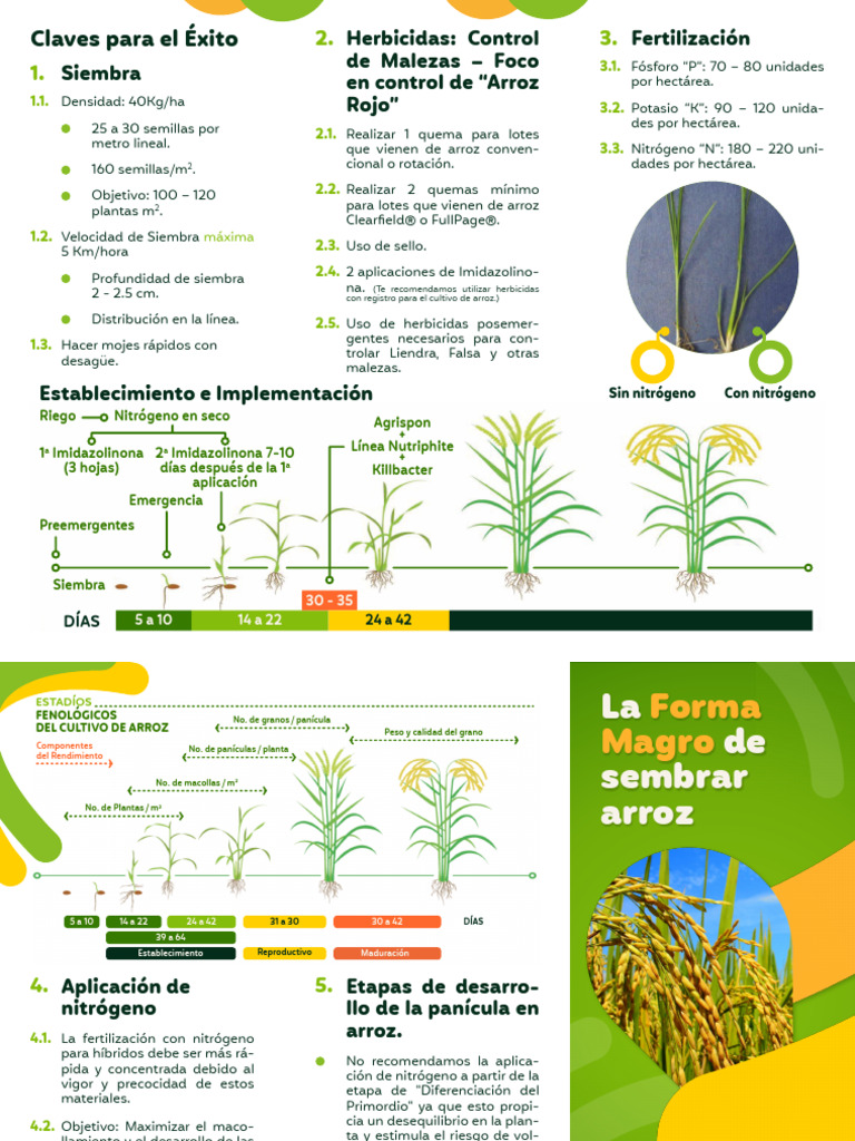 Folleto Ricetec[1] | PDF | Industria de alimentos | Plantas