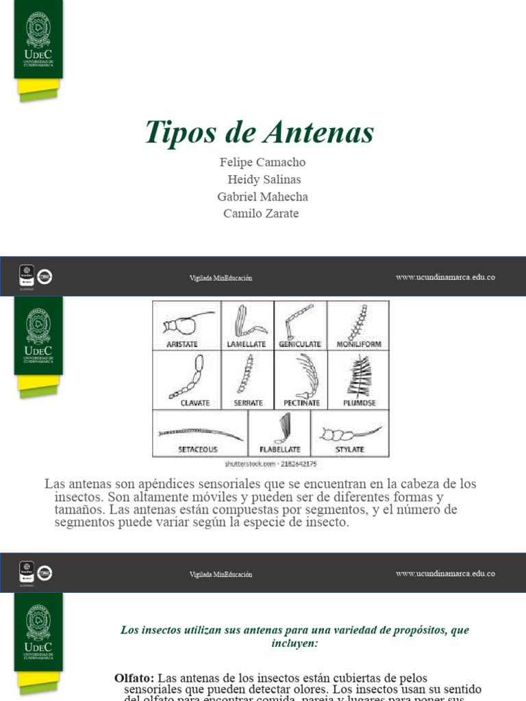 Tipos y Funciones de Antenas en Insectos | PDF | Insectos | Zoología