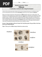 Mitosis Phases Drawing Guide | PDF