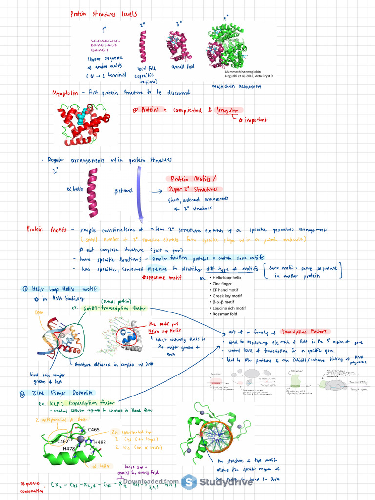 Protein Motifs | PDF | Alpha Helix | Proteins