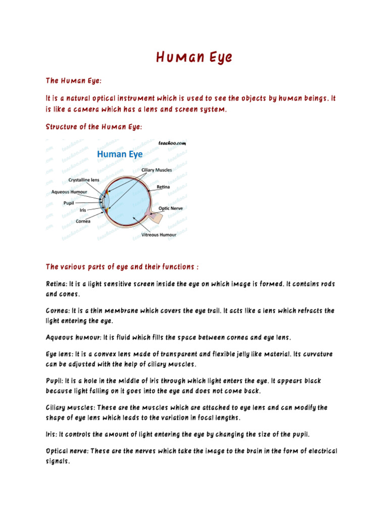 Anatomy and Function of the Human Eye | PDF