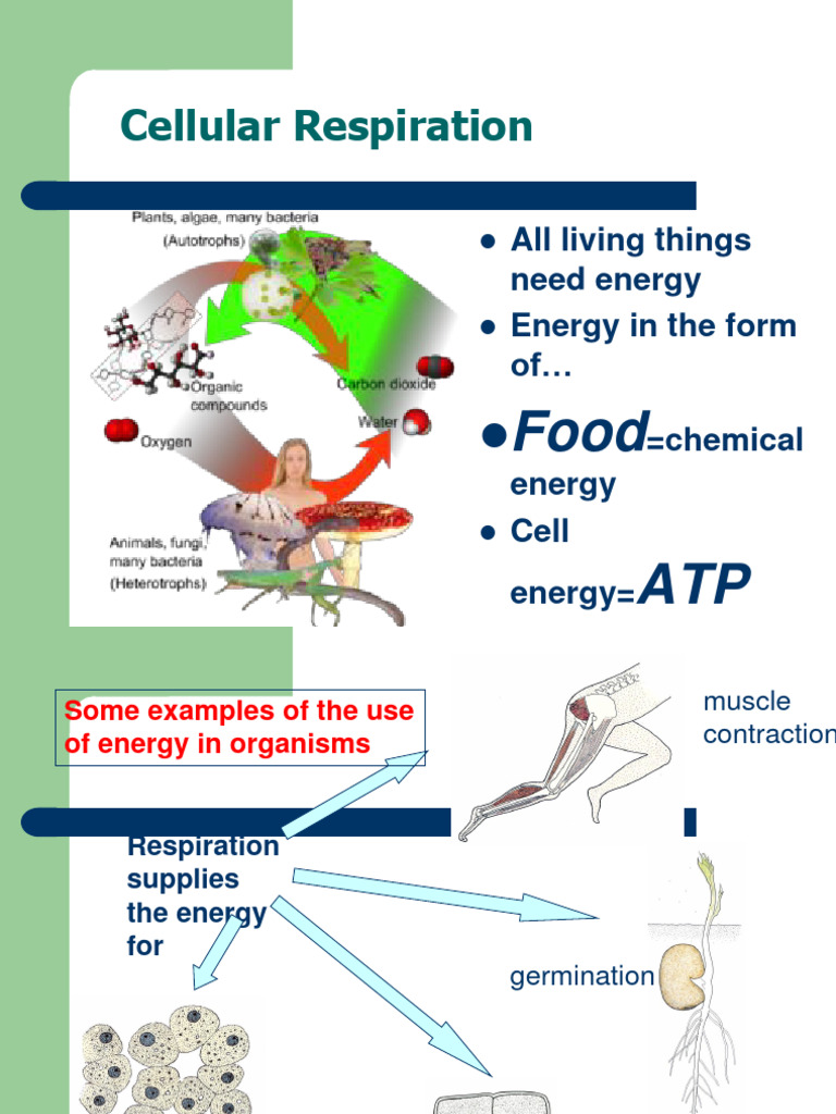 Cellular Respiration | PDF | Cellular Respiration | Fermentation