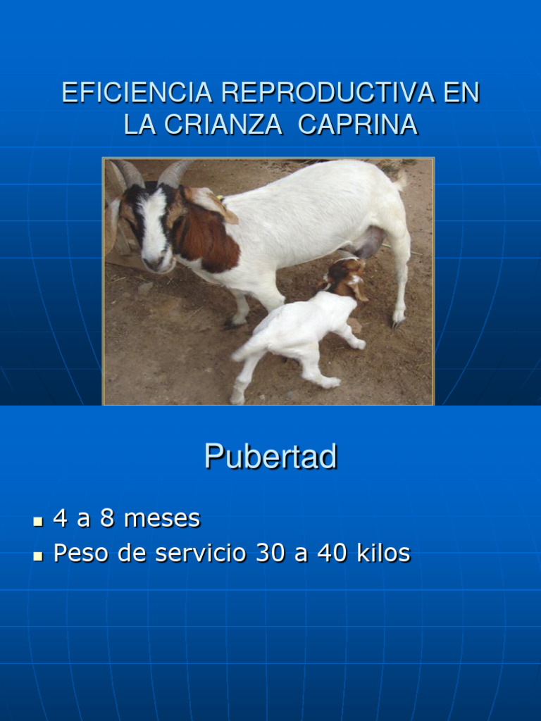 Reproduccion Caprina | PDF