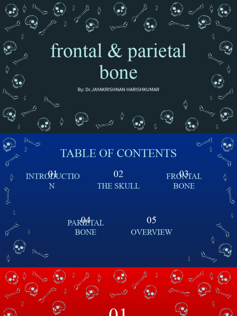 Skull | PDF | Skull | Musculoskeletal System