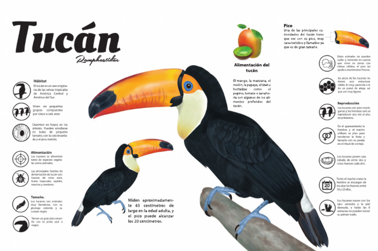 Infografia Tucan Terminado - Compressed | PDF